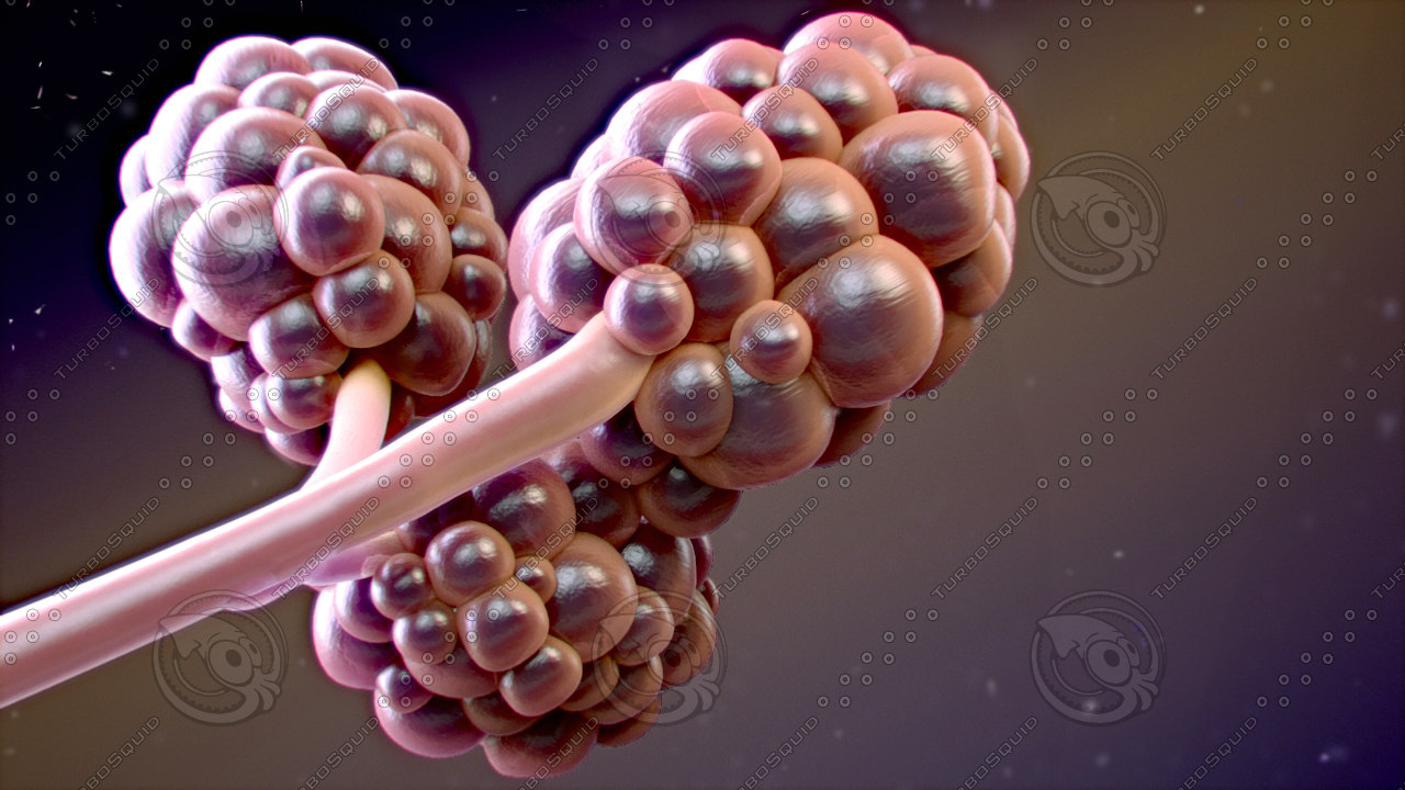 3d Alveolars Model