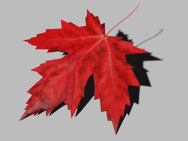 Leaf Blender Models for Download | TurboSquid