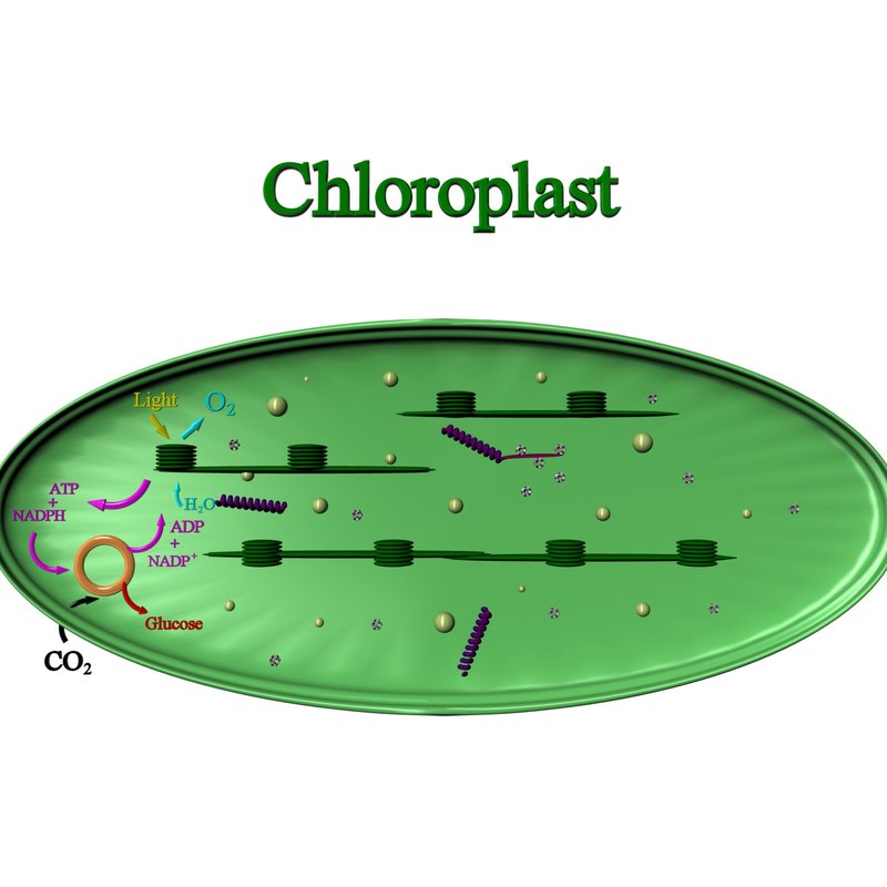 chloroplast 3d model