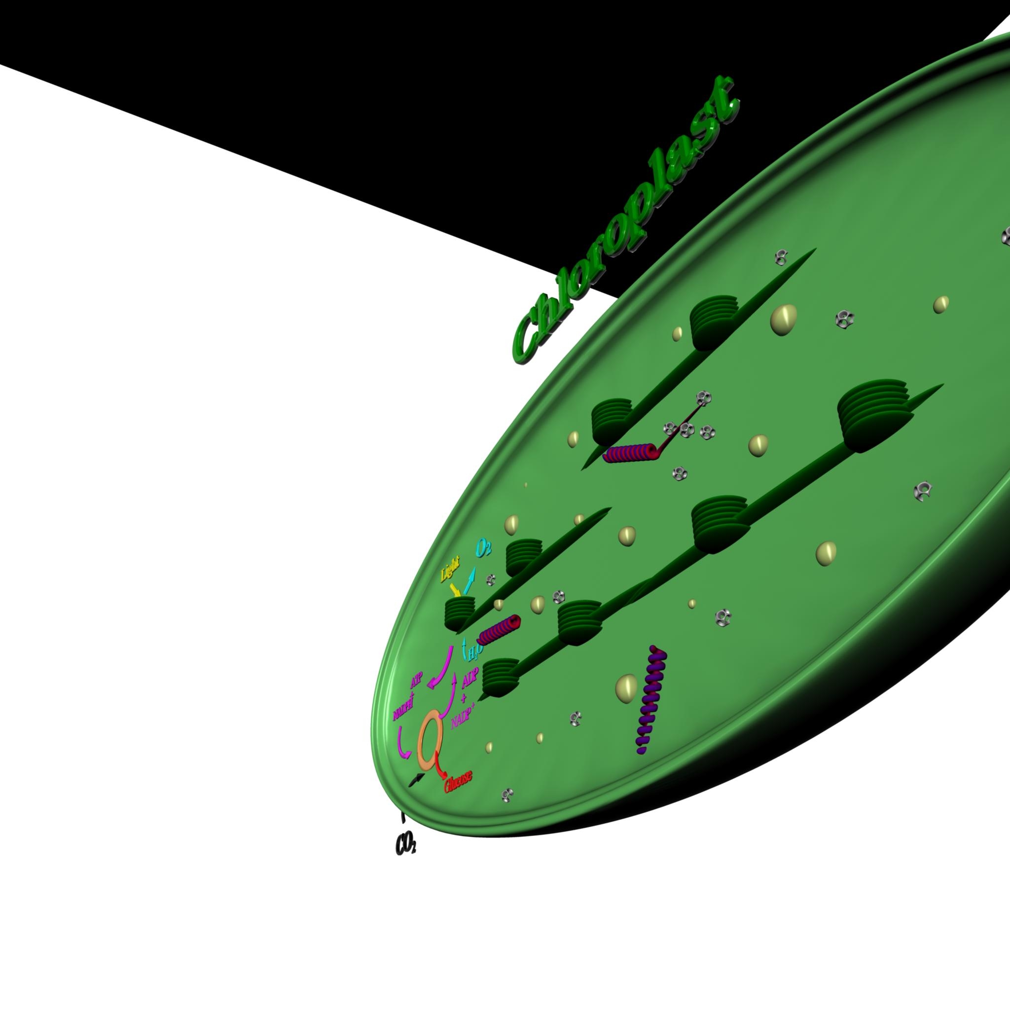 chloroplast 3d model