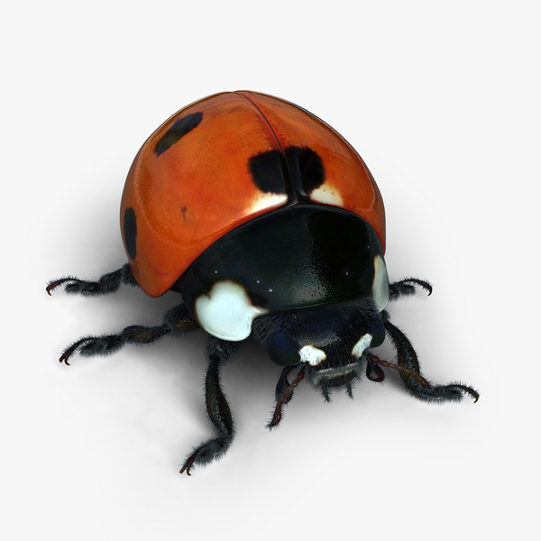 Ladybug 3D Models for Download | TurboSquid