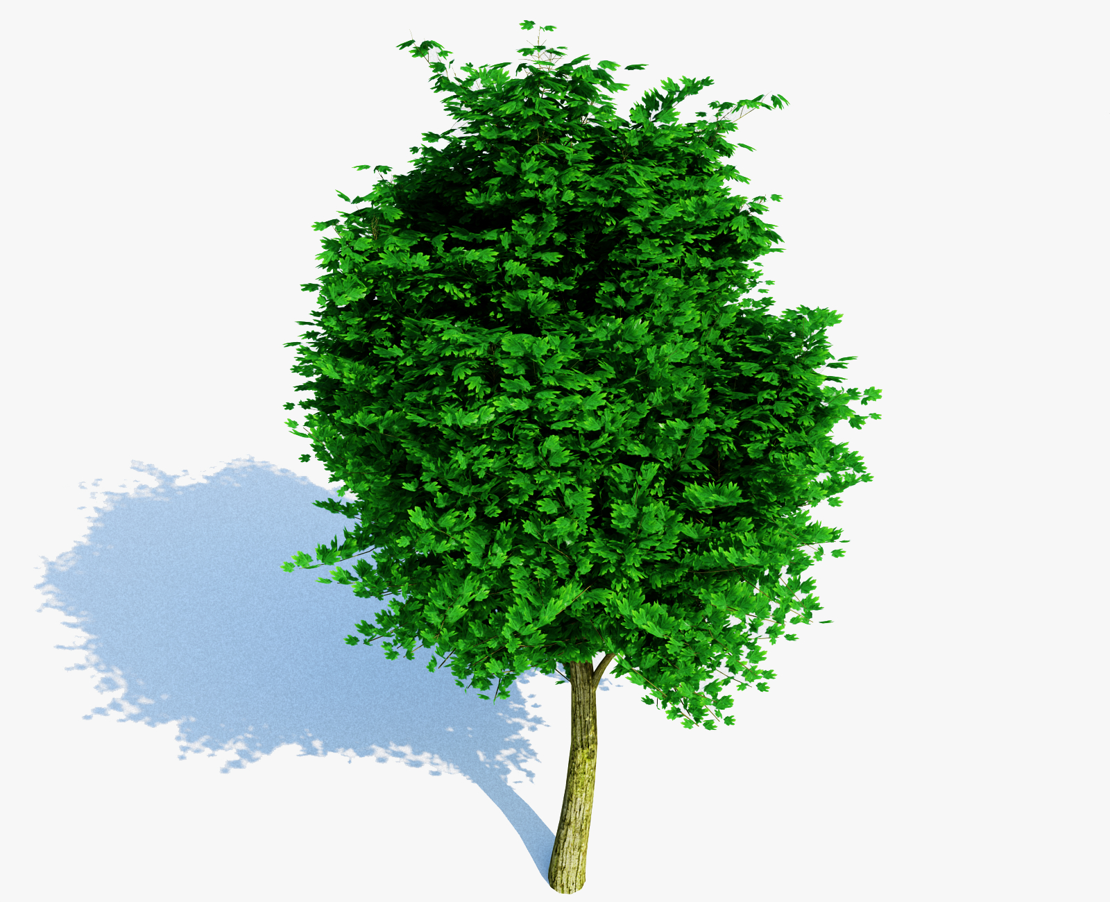 3d tree materials leaves model