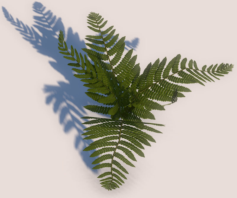 pretty fern 3d model