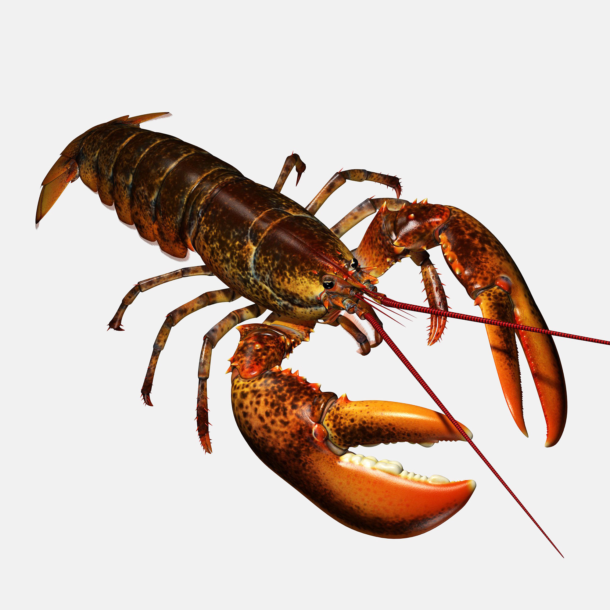 3d model lobster