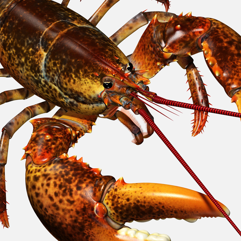 3d model lobster