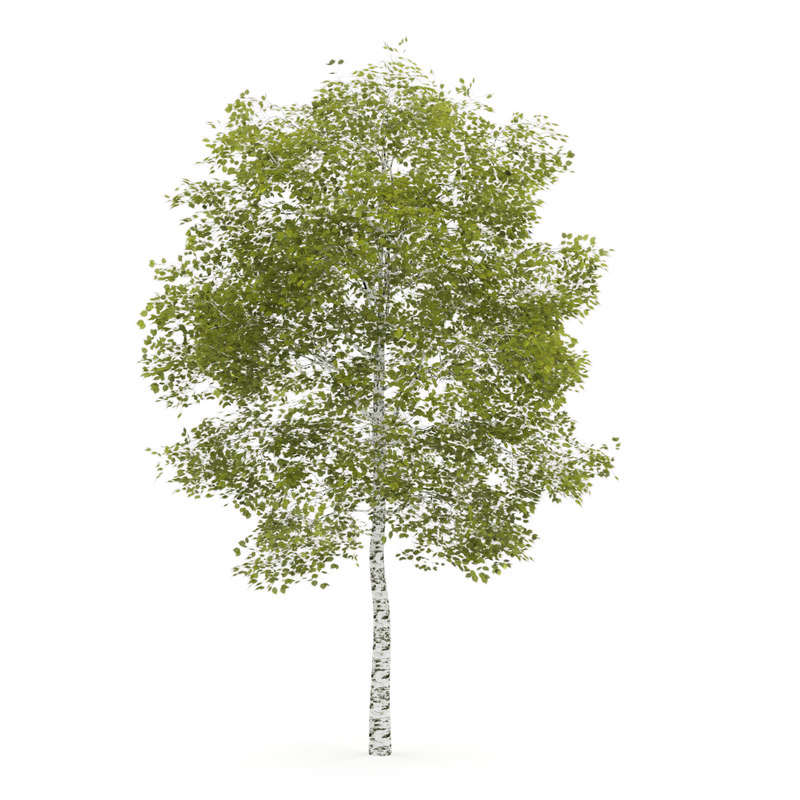 tree birch m 3d model