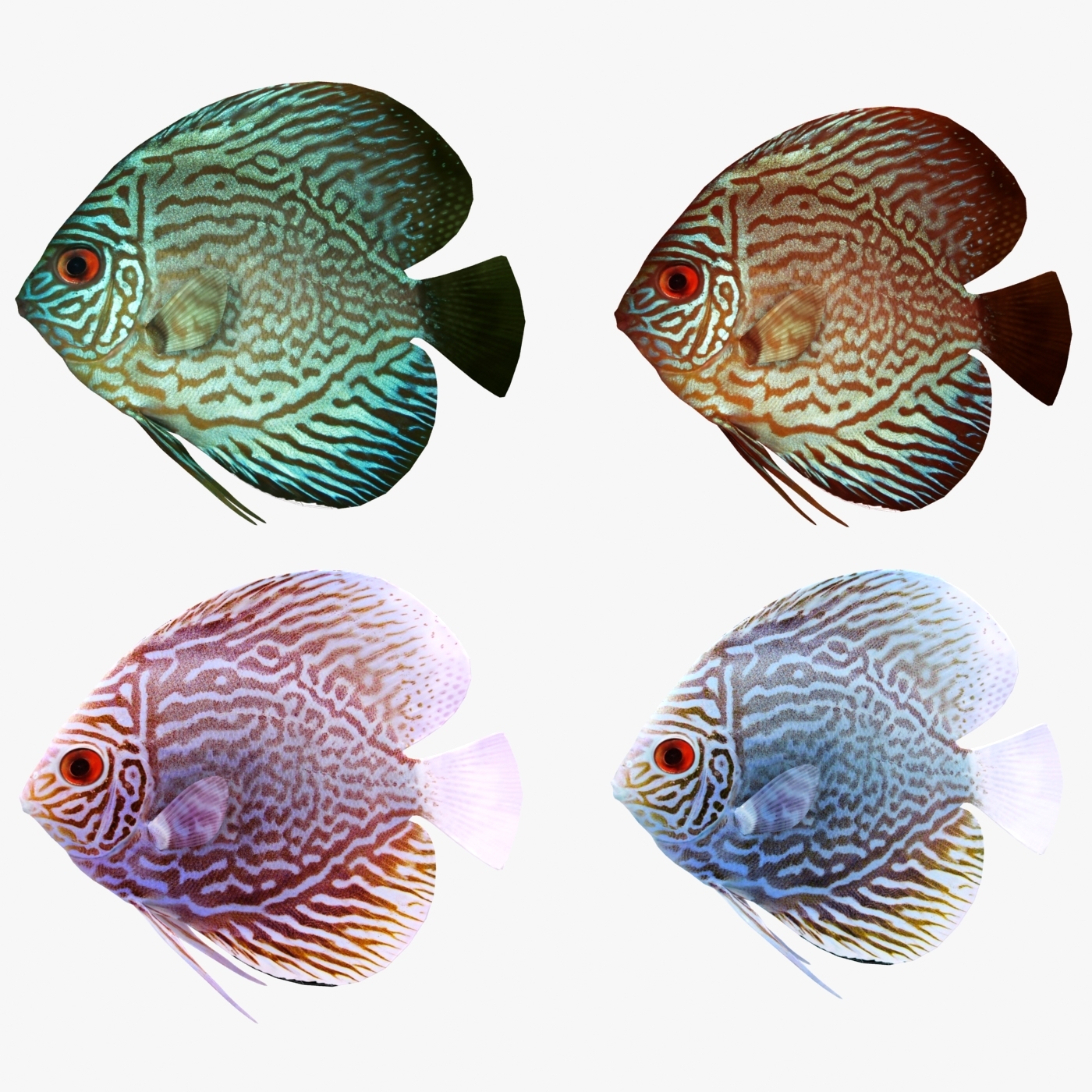 3ds max fish aquarium