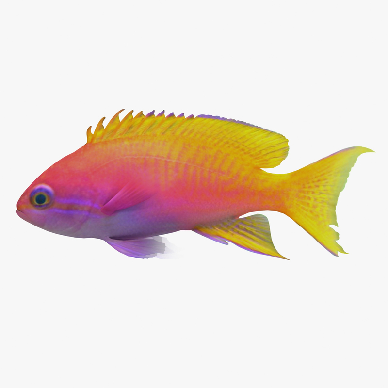 3ds max fish aquarium