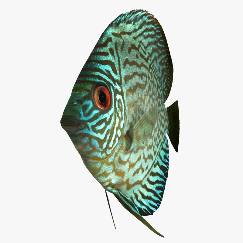 3ds max fish aquarium