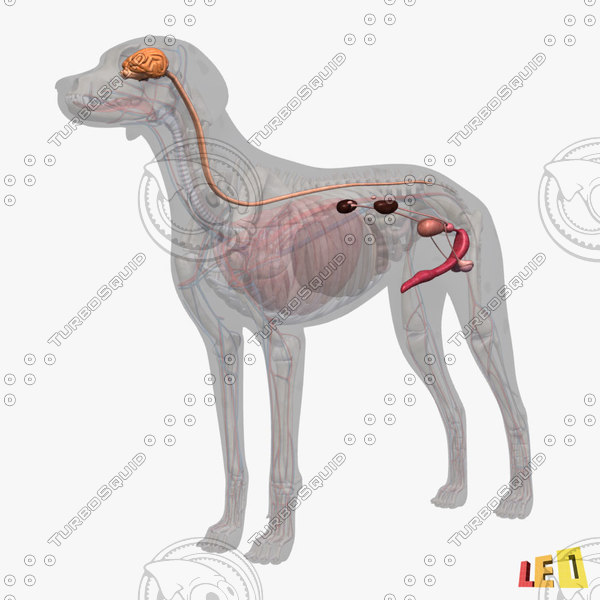 max dog anatomy