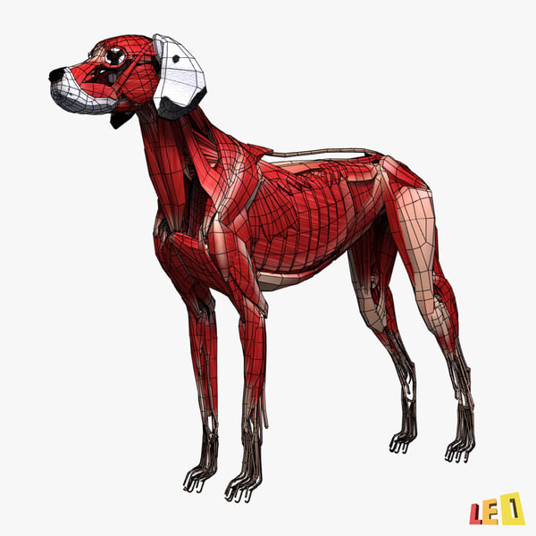max dog anatomy