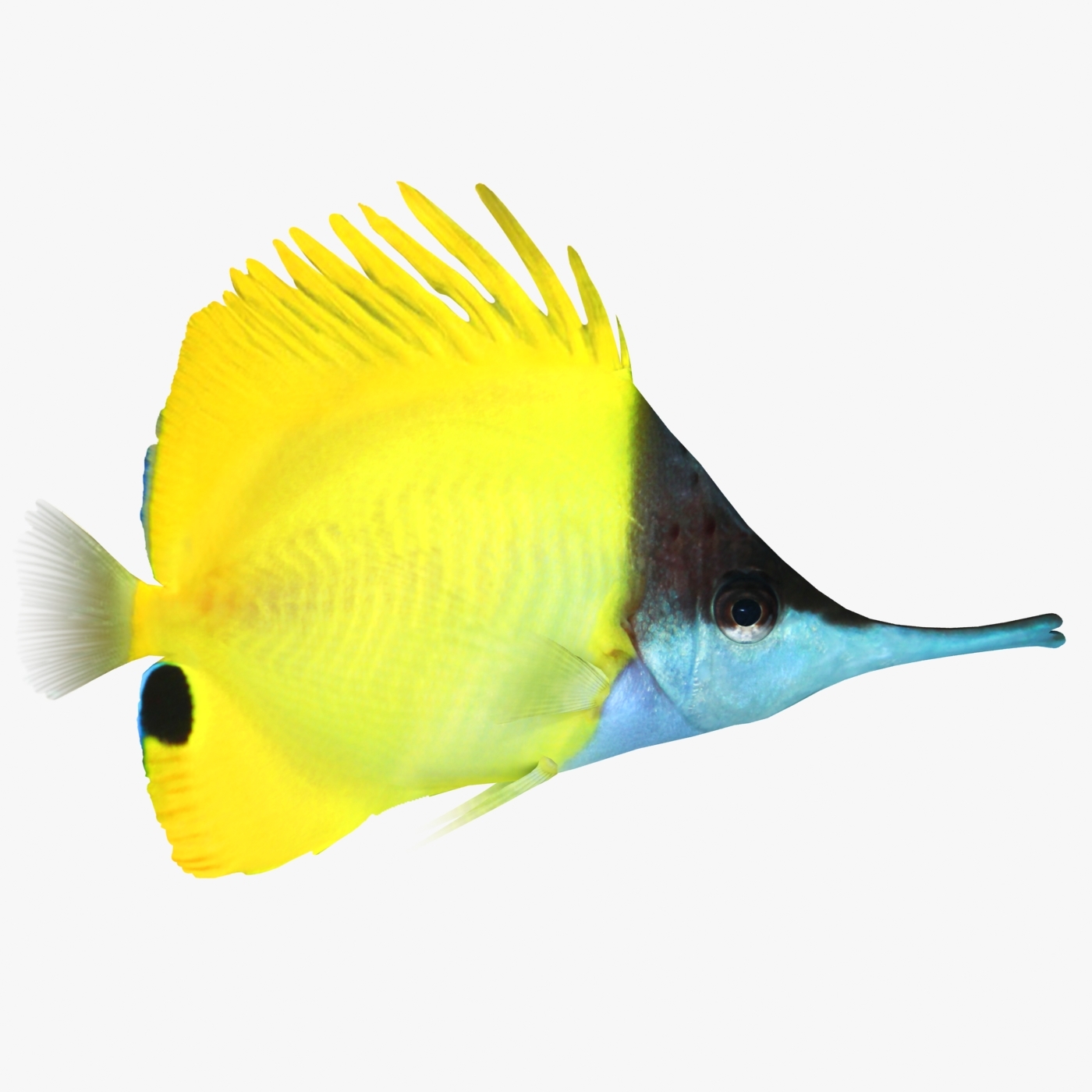 3ds max fish aquarium