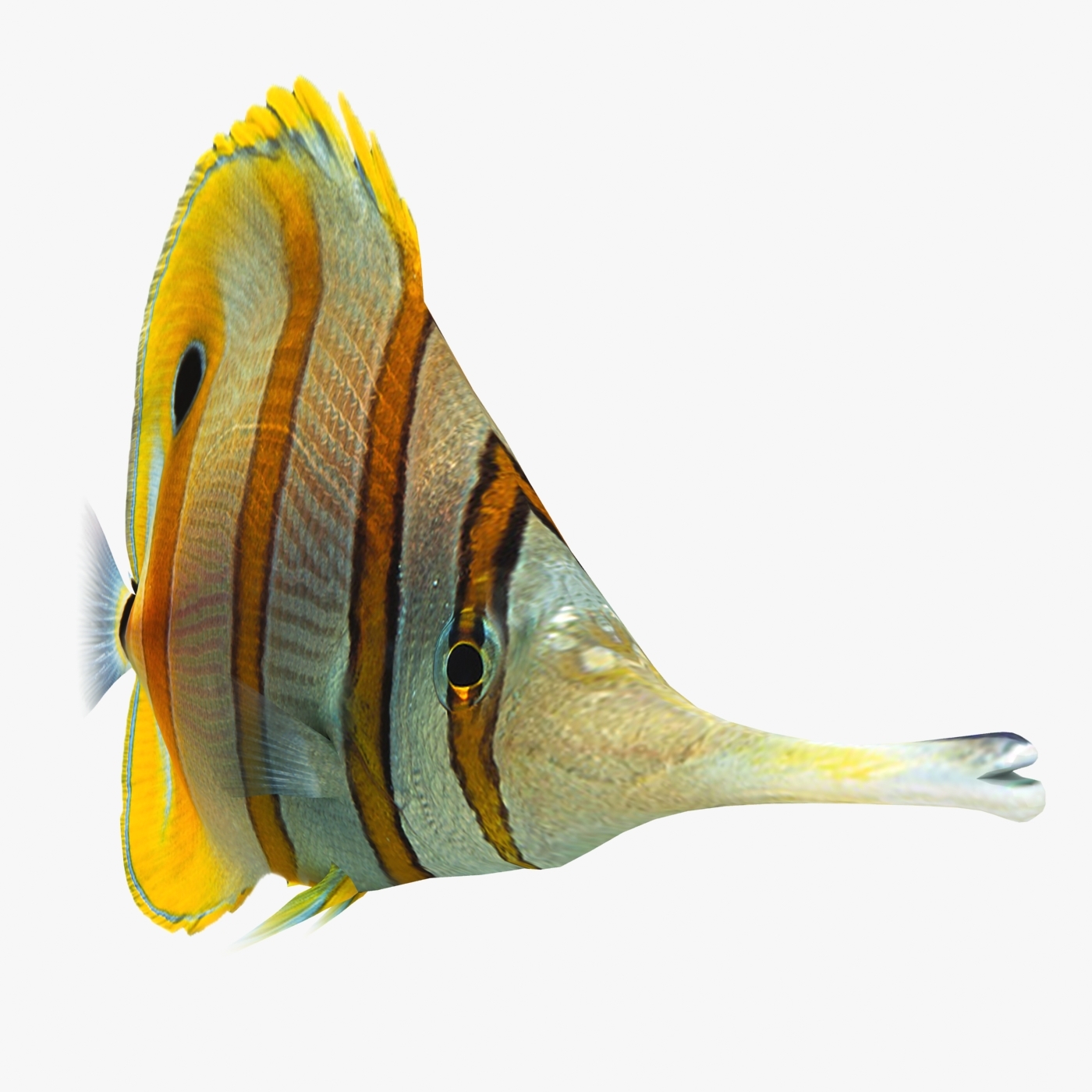 3ds max fish aquarium