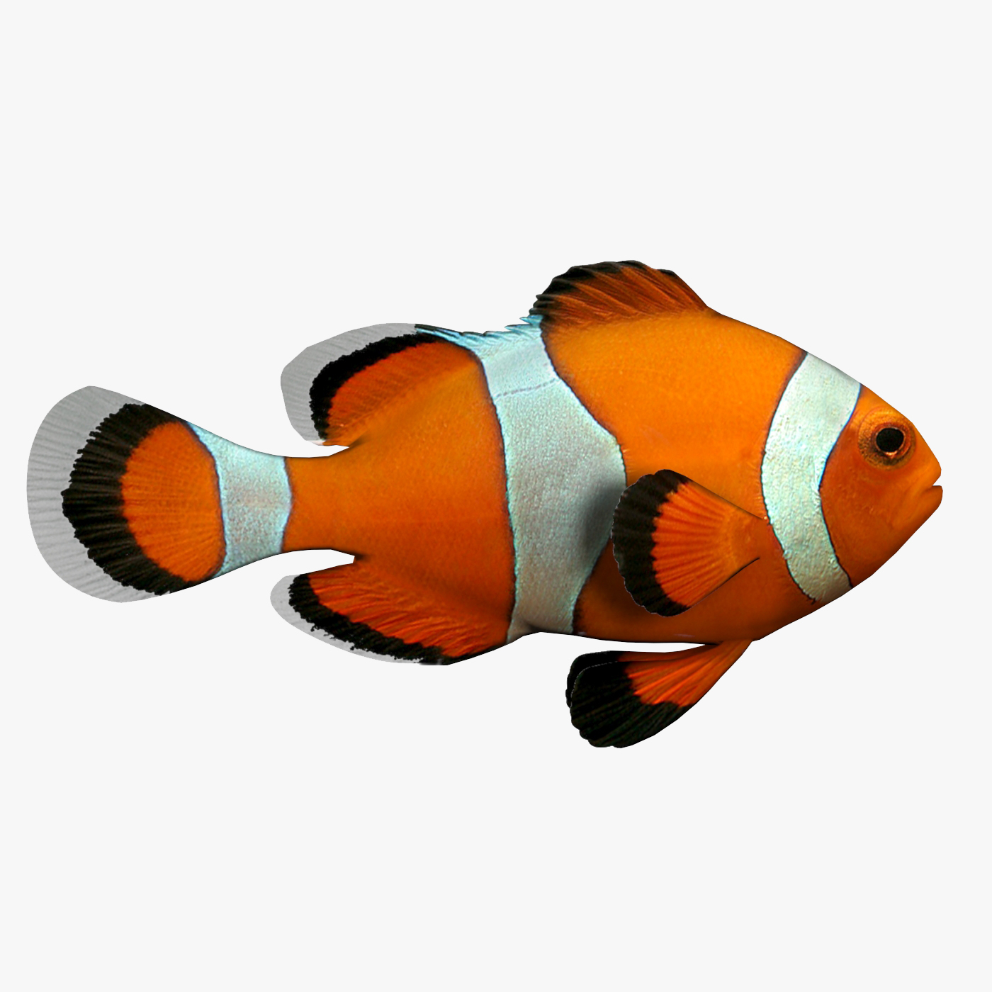 3ds max fish aquarium
