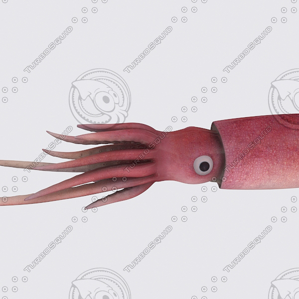 3D Squid Models | TurboSquid