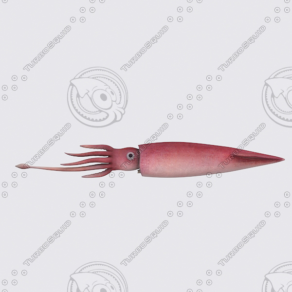 squid 3d model