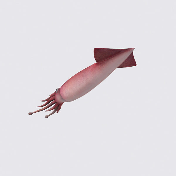 squid 3d model