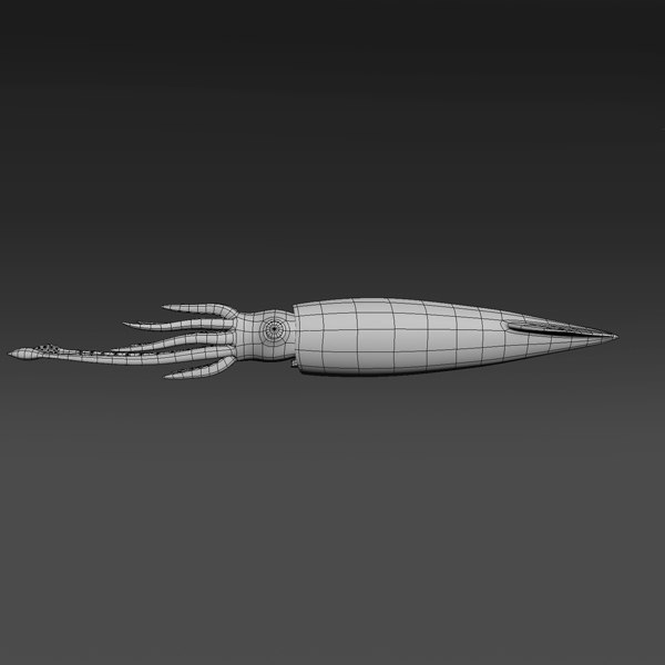 squid 3d model