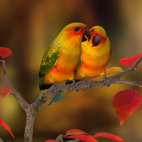 sun parakeets birds ab 3ds