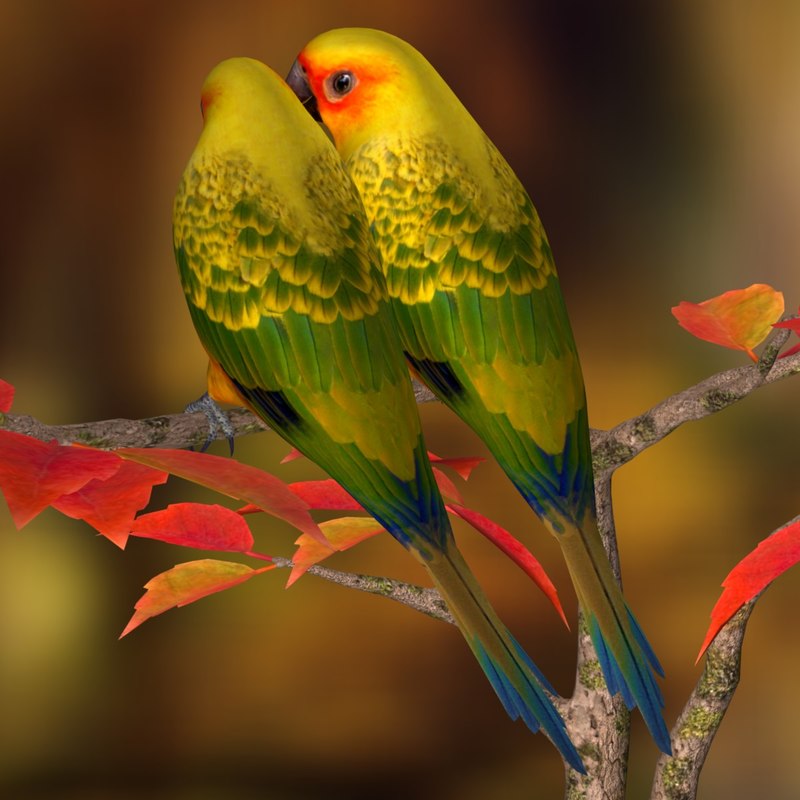 sun parakeets birds ab 3ds
