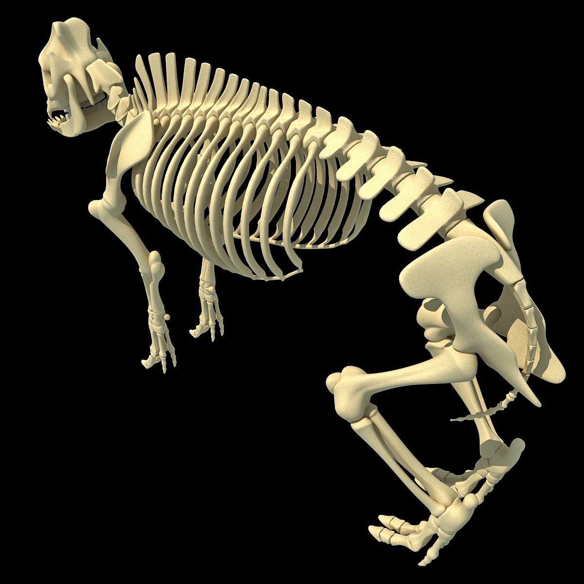 3d model pig skeleton