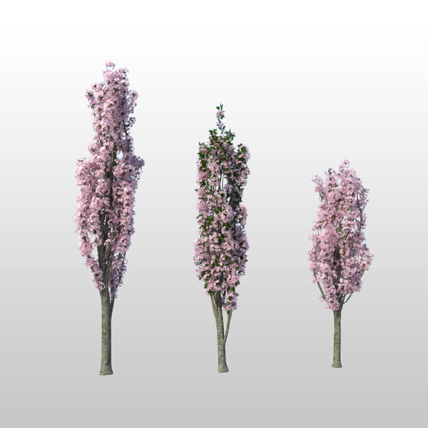 tree flower 3d model