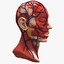 3d model dugm01 anatomy head cutaway