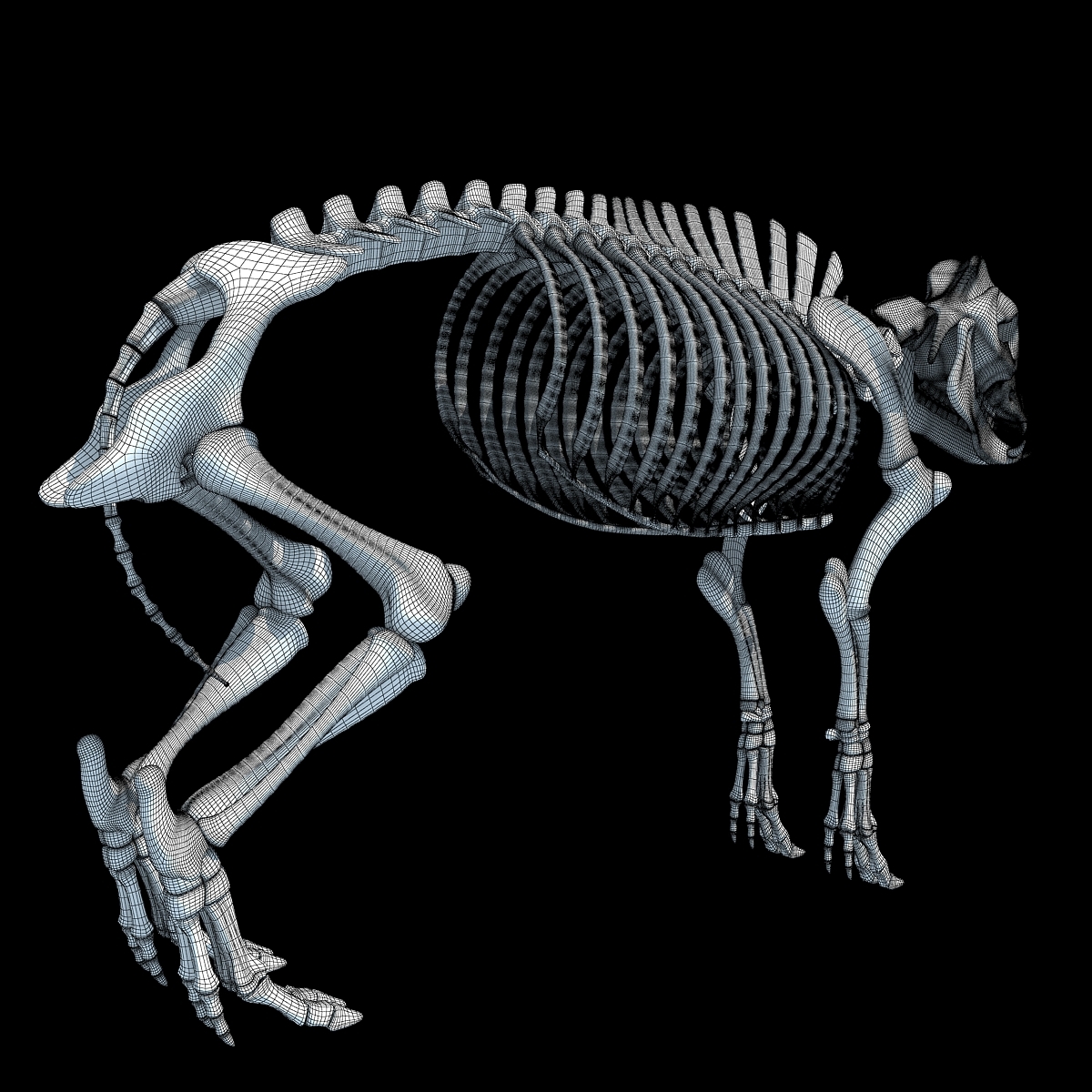 3d model pig skeleton