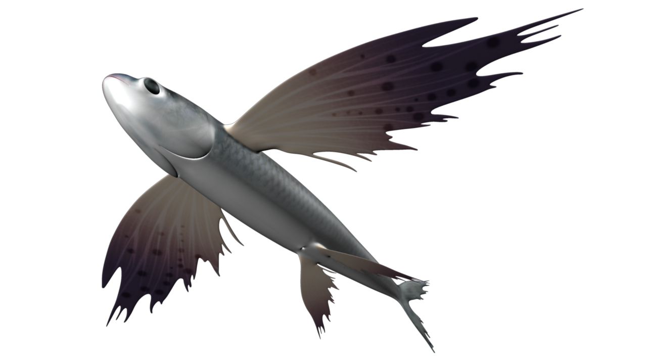 obj exocoetus flying fishes
