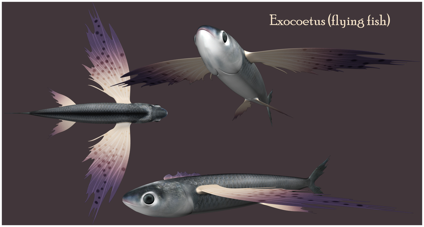 obj exocoetus flying fishes