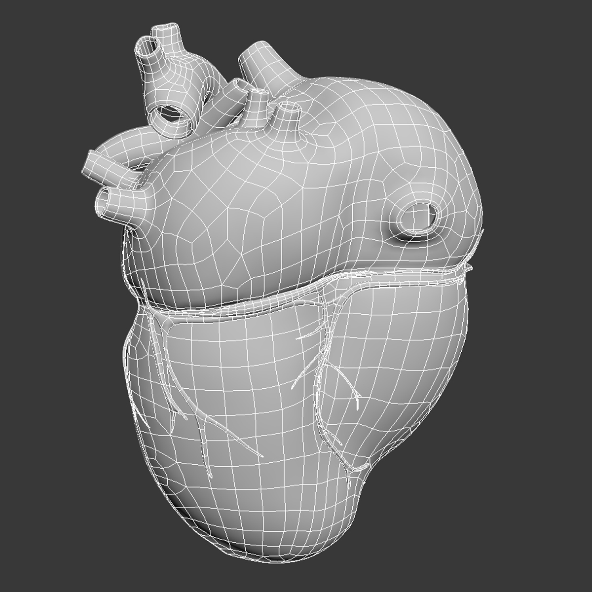 c4d dugm01 human heart