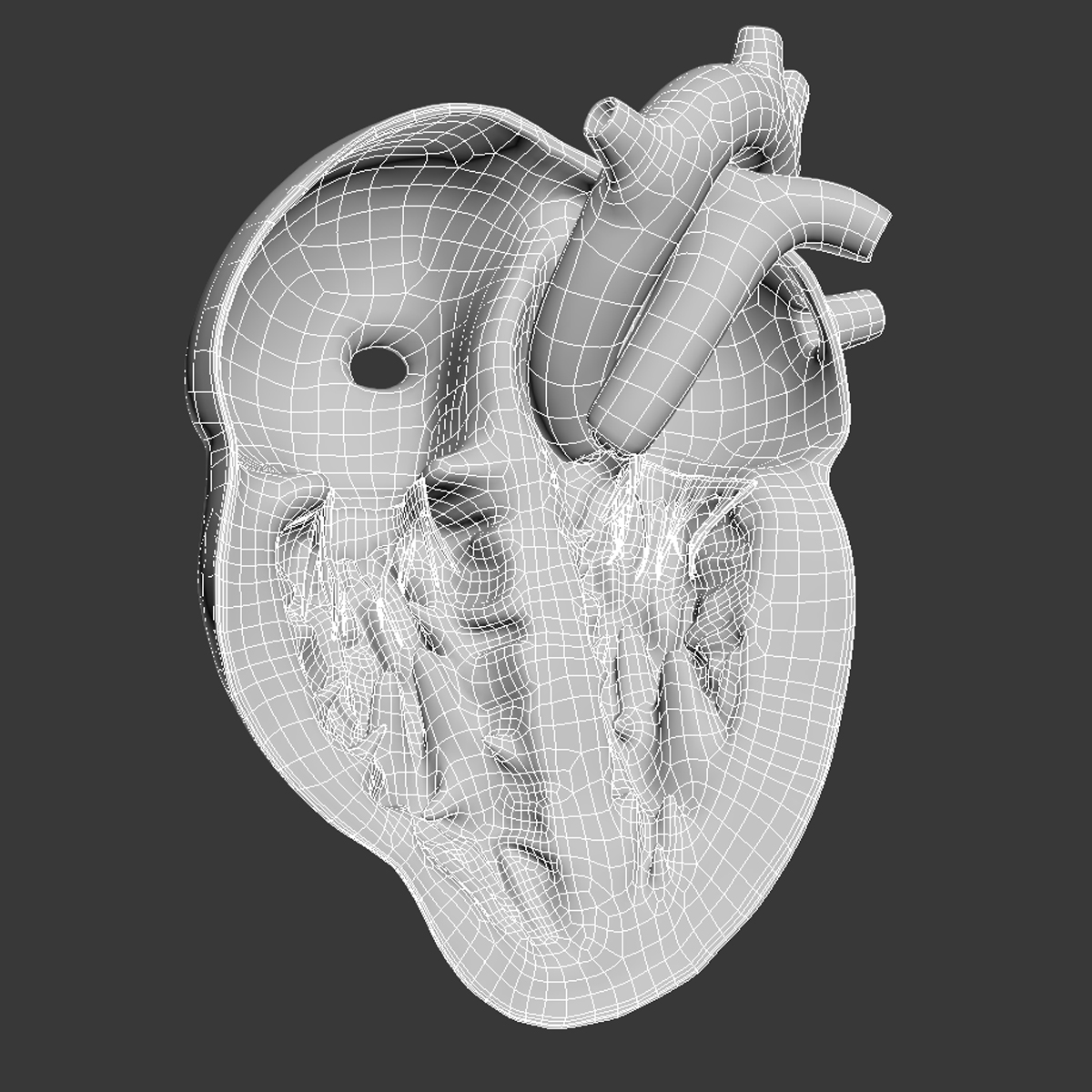 c4d dugm01 human heart