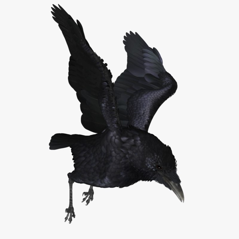 realistic raven 3d ma