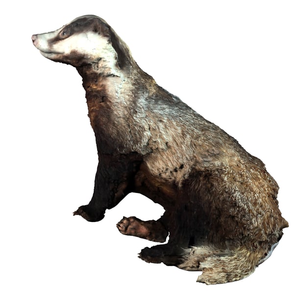3d badger model