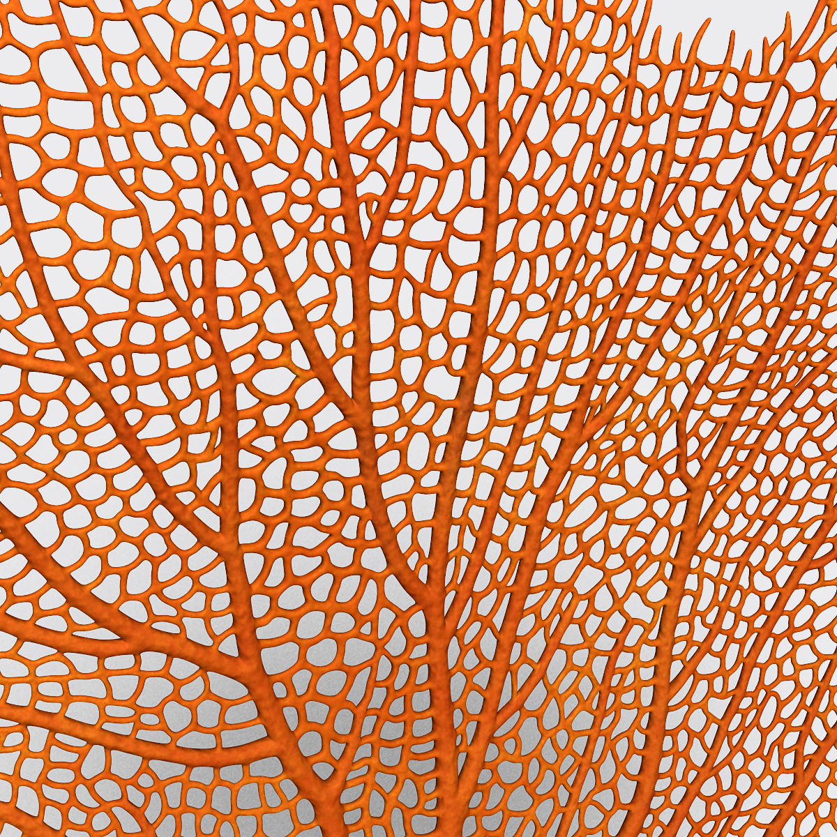 coral 3d 3ds