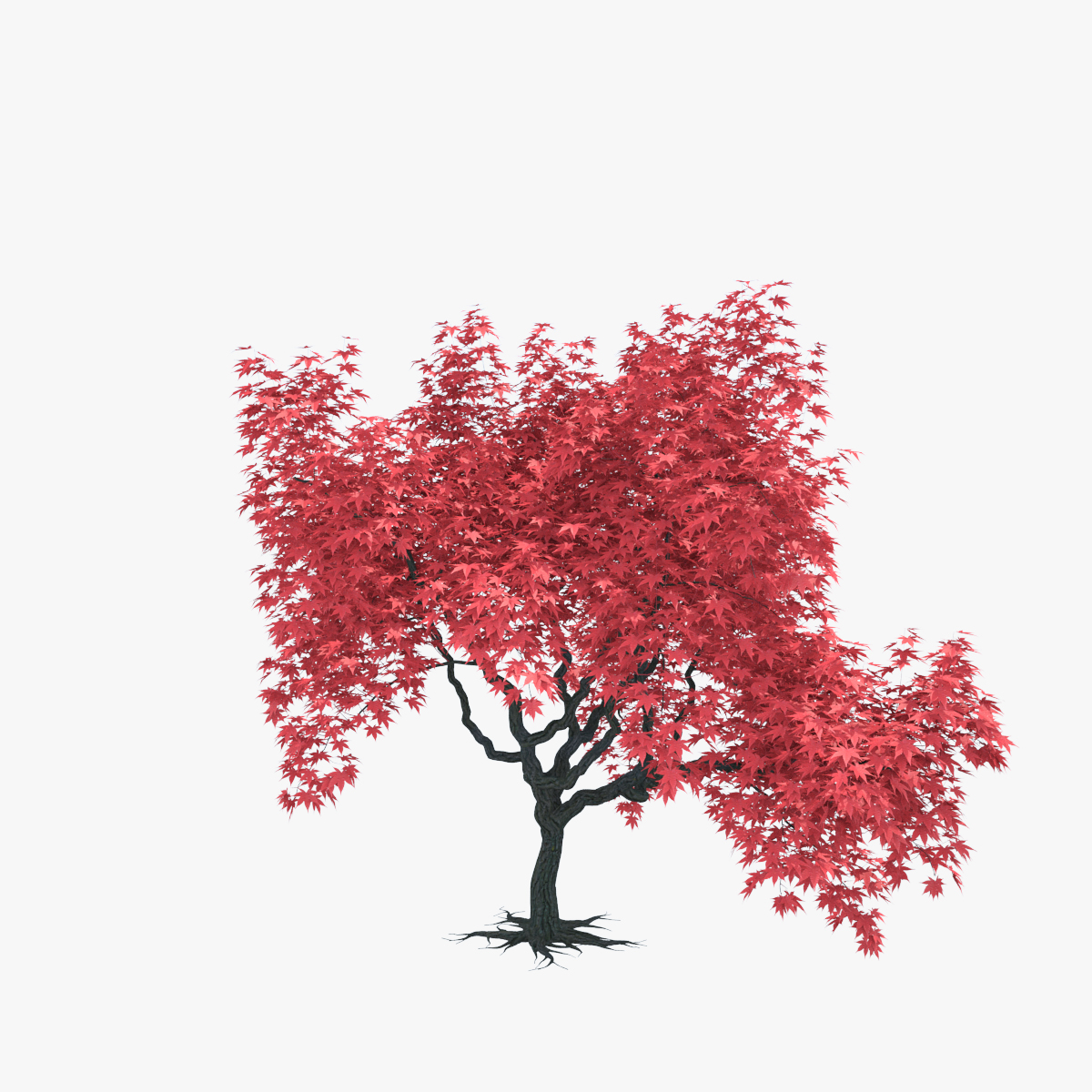 japanese maple 3d model