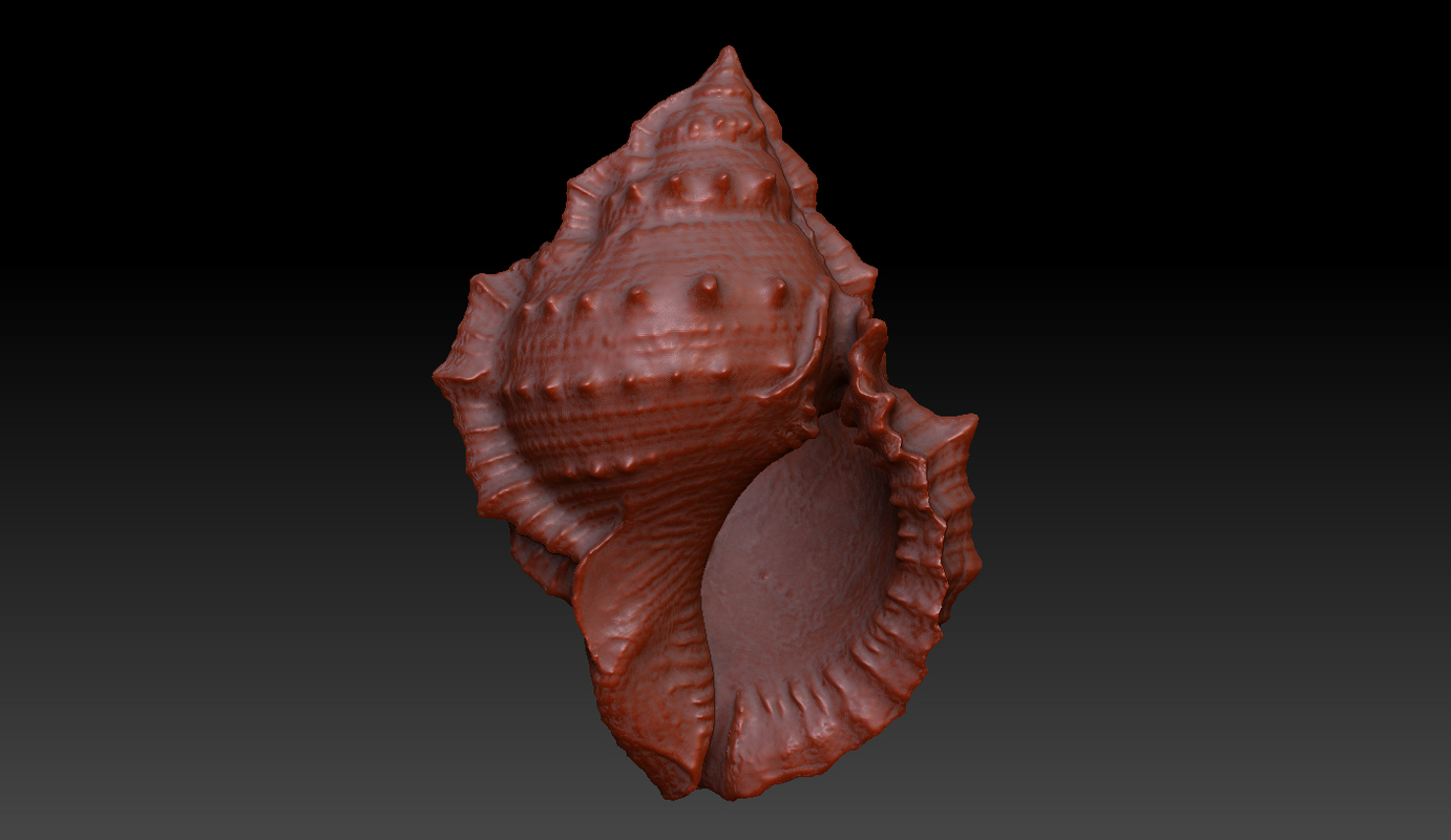 3d shell seashell