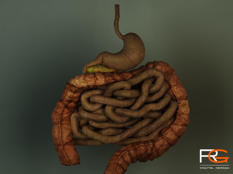 max human intestines