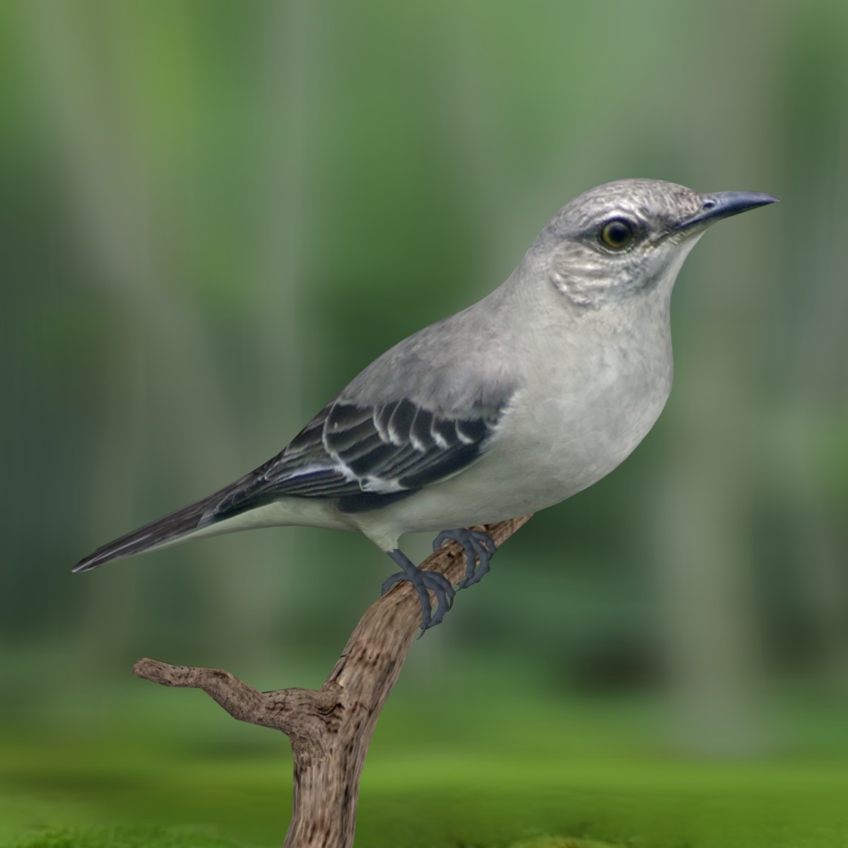 3d northern mockingbird birds ab