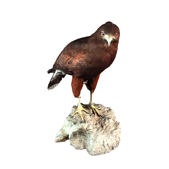 hawk 3d model