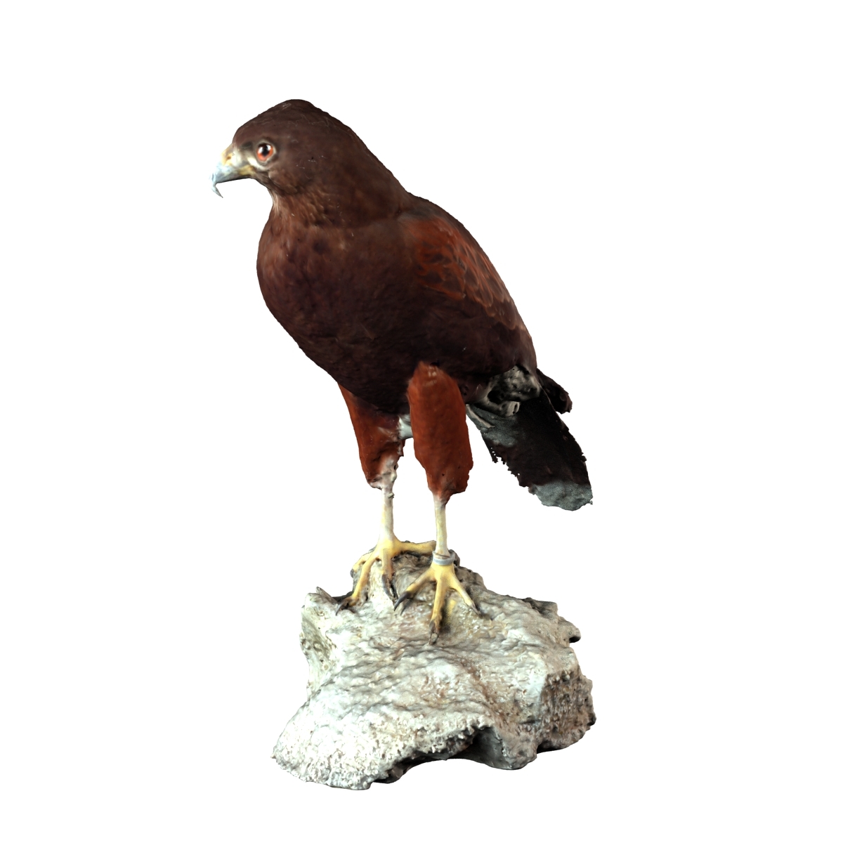 hawk 3d model