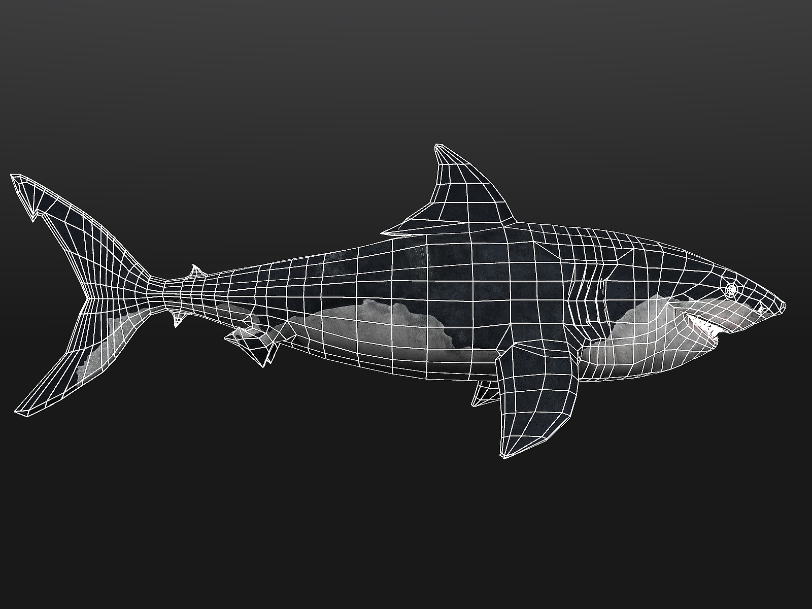 3d great white shark animation