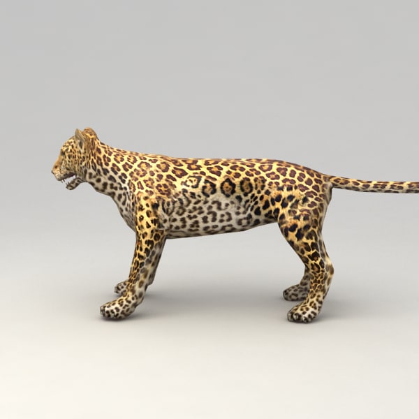 3d rigged leopard model