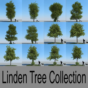 3d small leaved lime model