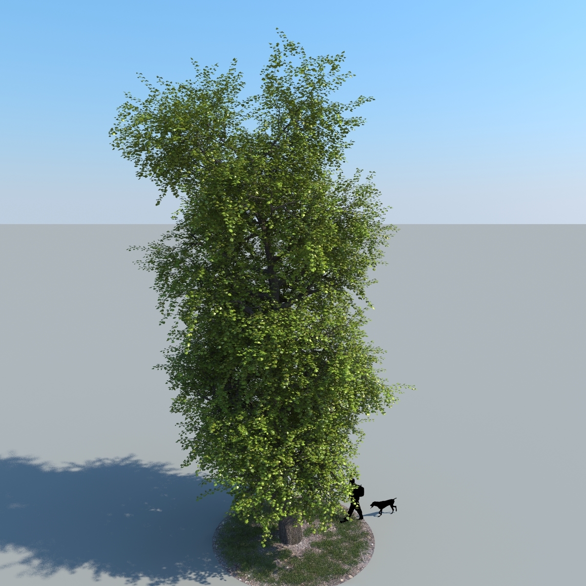 3d realistic linden lime trees