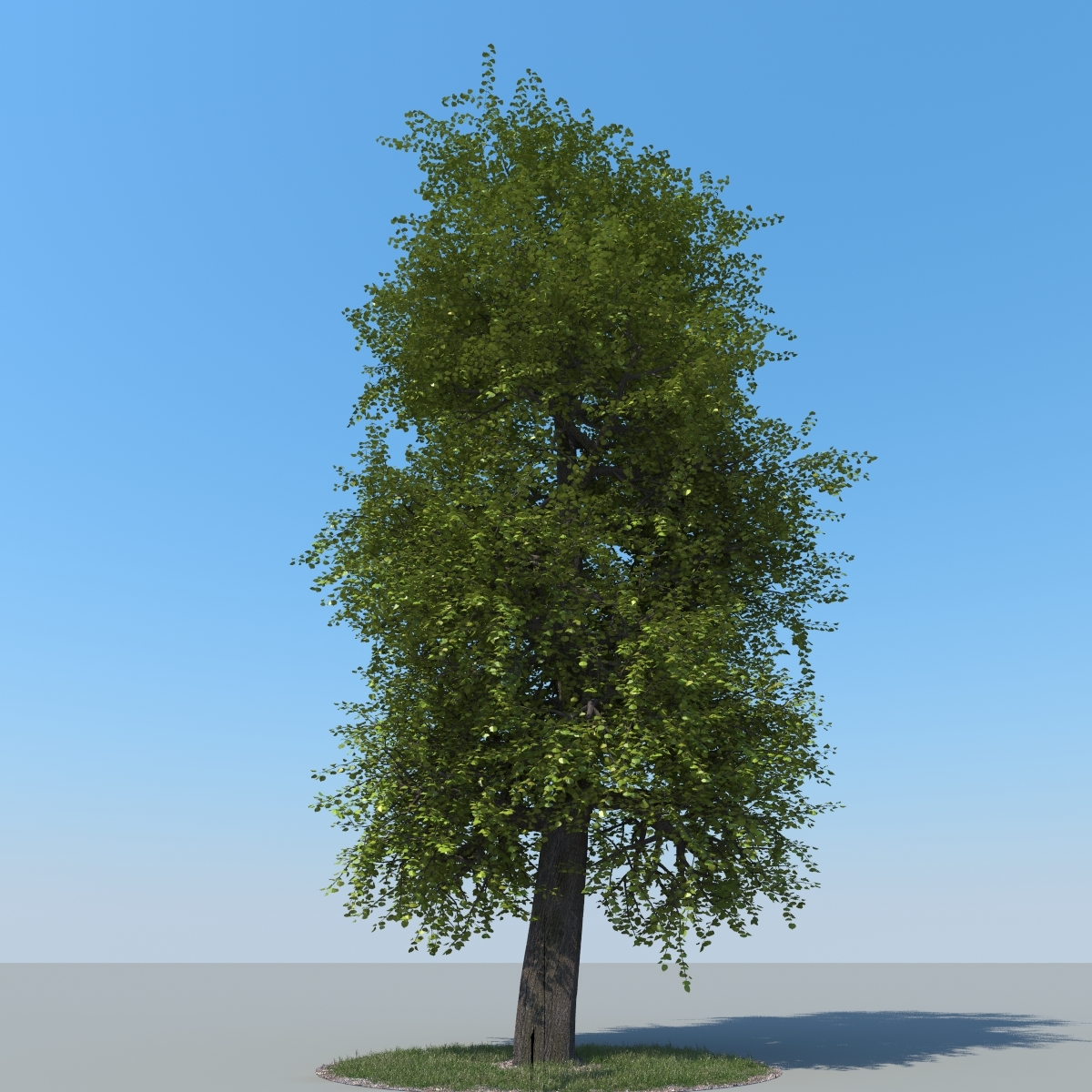 3d realistic linden lime trees