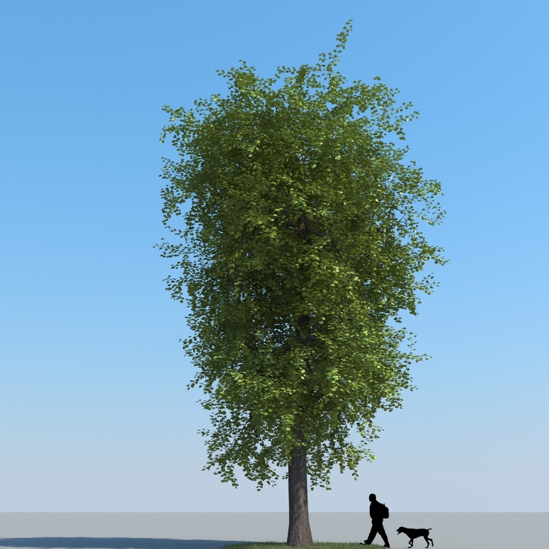 3d realistic linden lime trees