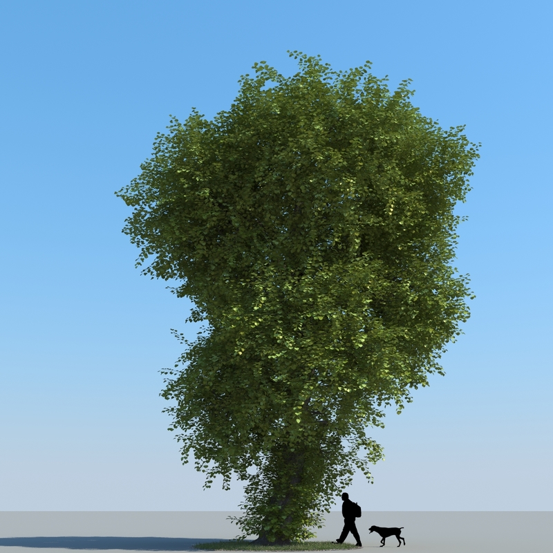 3d realistic linden lime trees