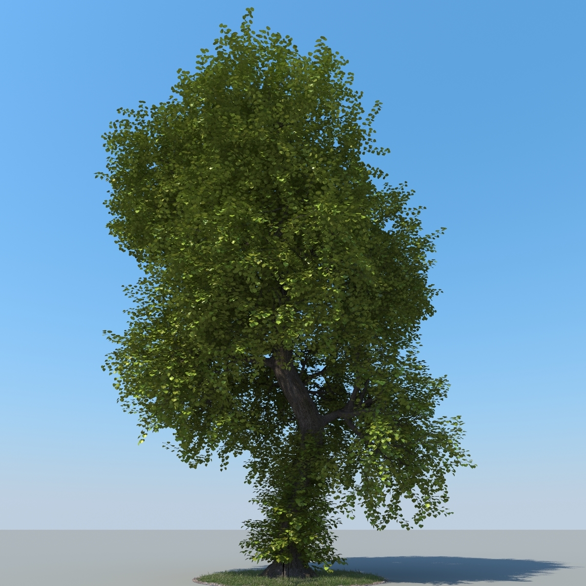 3d realistic linden lime trees