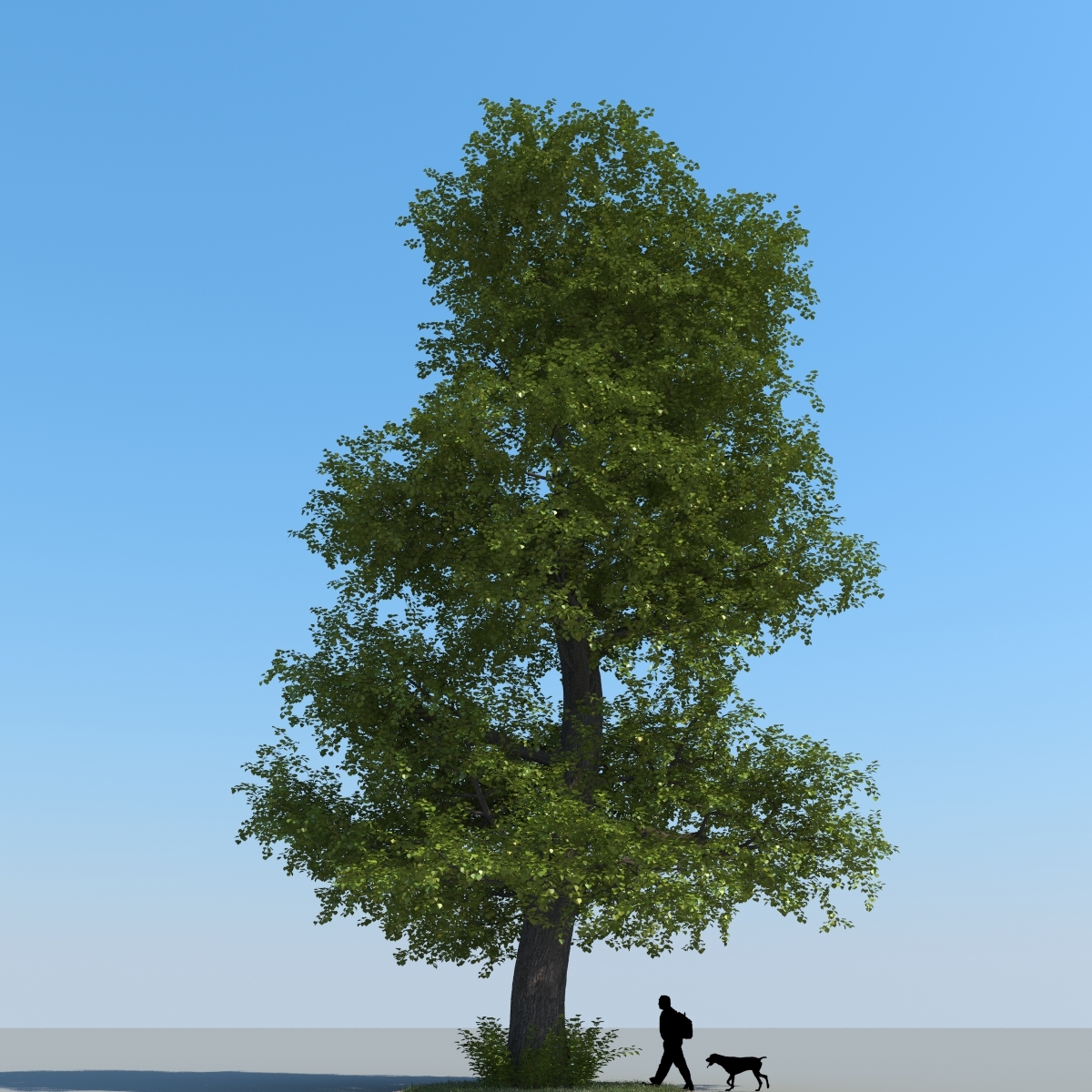 3d realistic linden lime trees